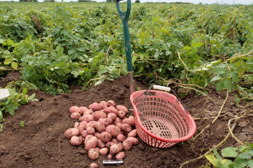 Delta Treated Red potato’s - Bionature UK